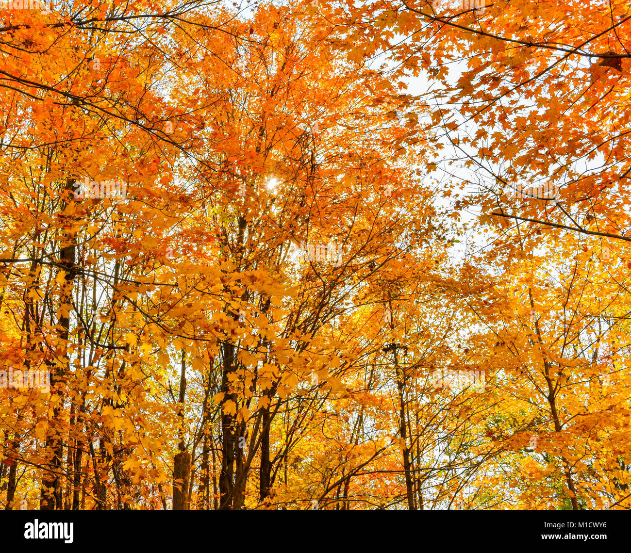 In the middle of the woods the sun glows through the beautiful fall ...
