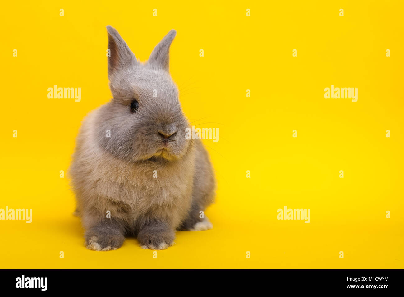 Little rabbit on the yellow background Stock Photo - Alamy