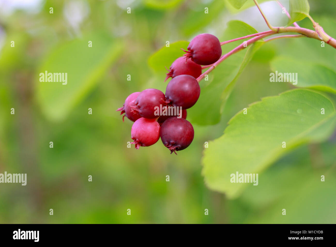 Saskatoon hi-res stock photography and images - Alamy