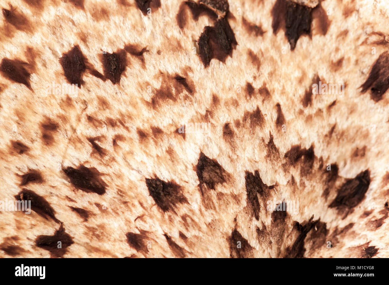 A macro image of Dryad's Saddle fungus, Polyporus squamosus, aka ...