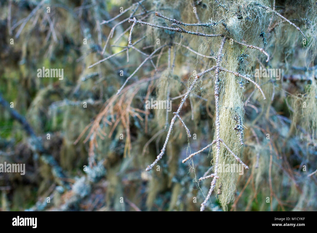 Beard lichen on tree Stock Photo - Alamy