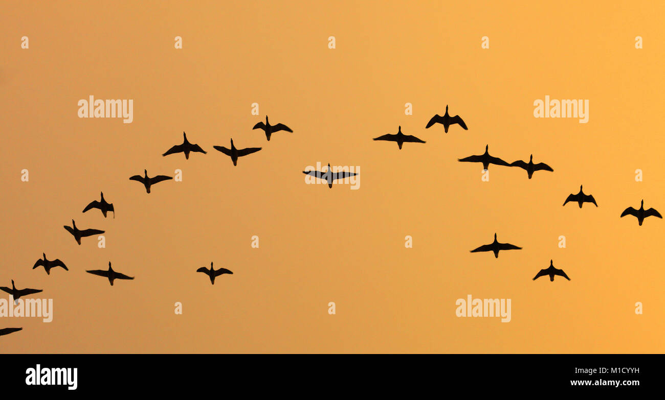 Geese flying overhead Stock Photo - Alamy