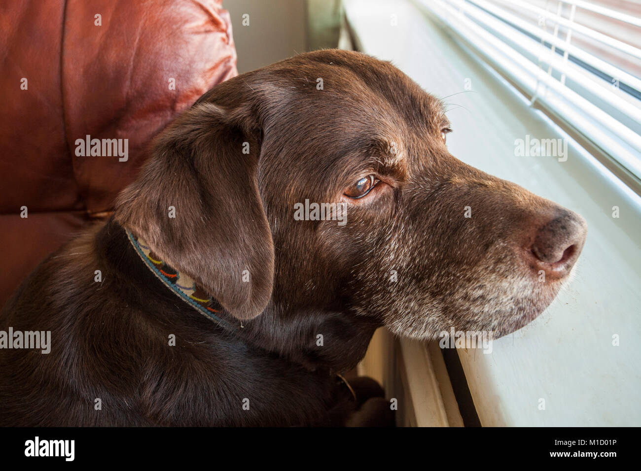 A chocolate labrador Retriever looking out of the window at home in ...