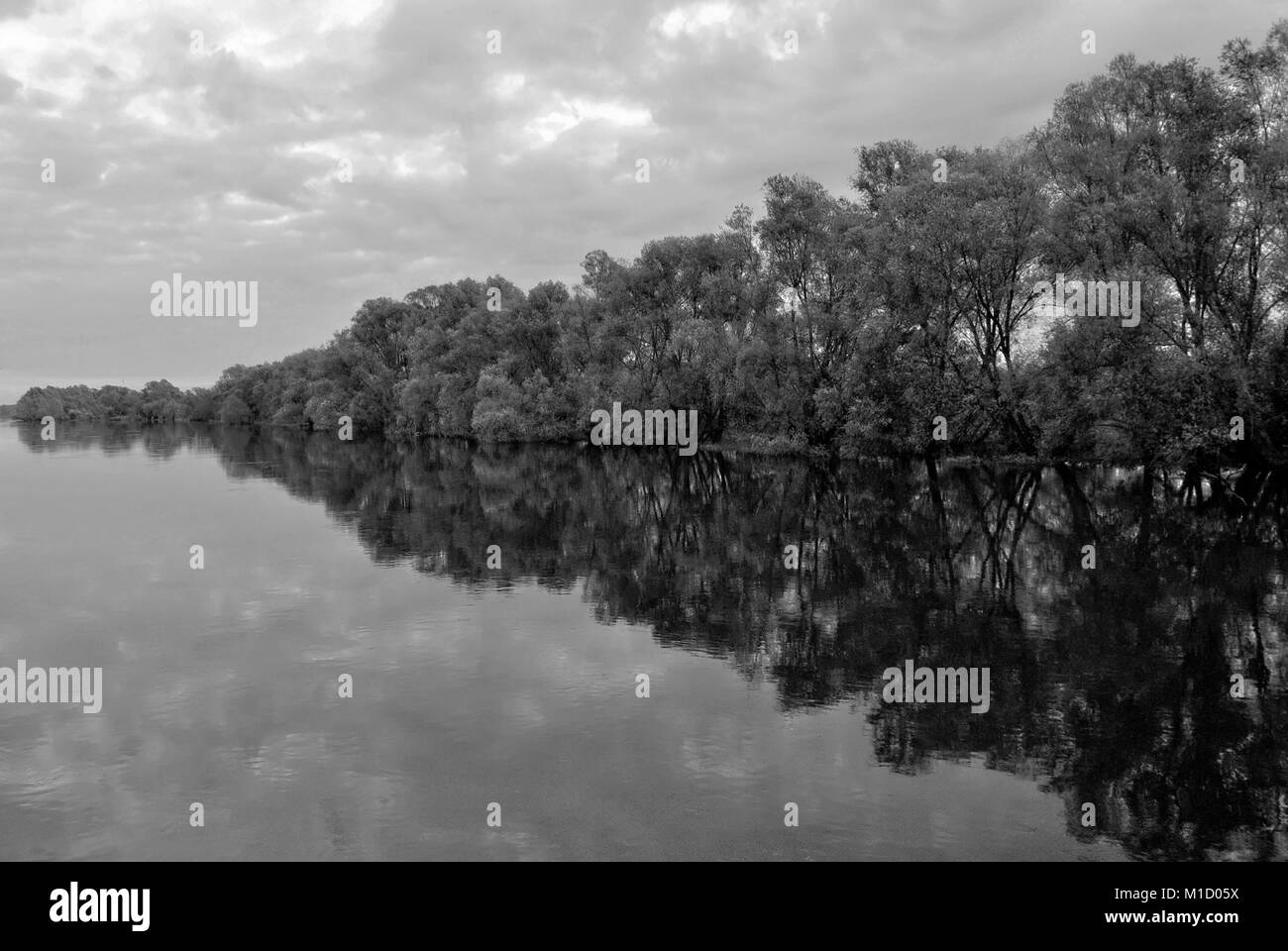 Trees on the river bank Stock Photo - Alamy