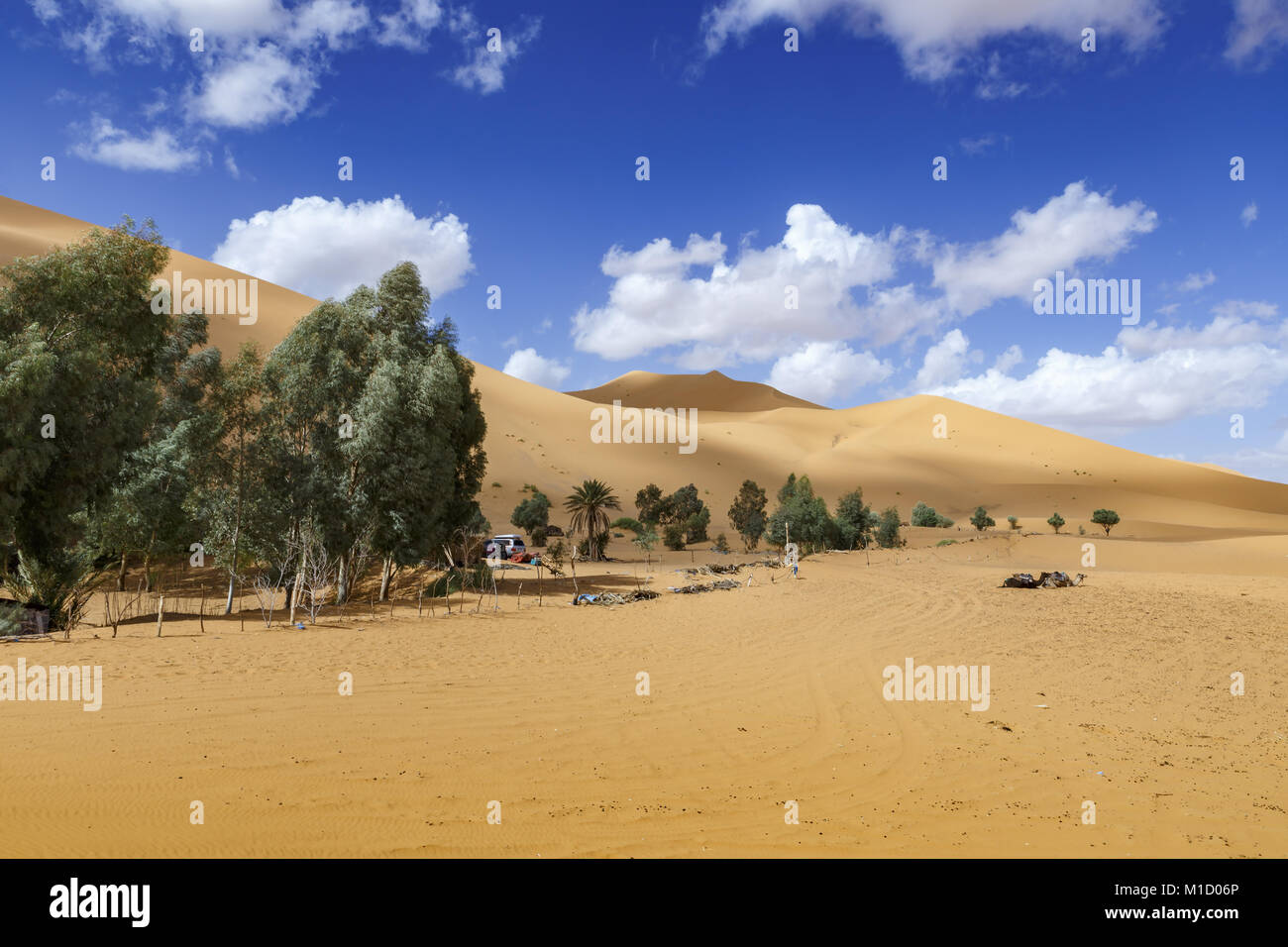 oasis in the Sahara desert Stock Photo - Alamy