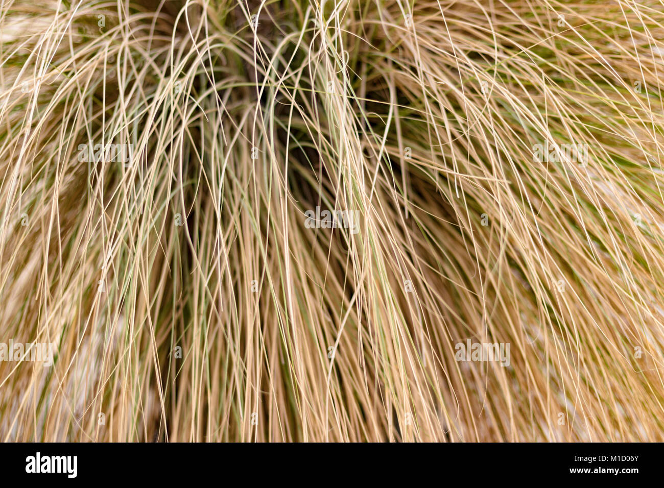 Long strand hi-res stock photography and images - Alamy