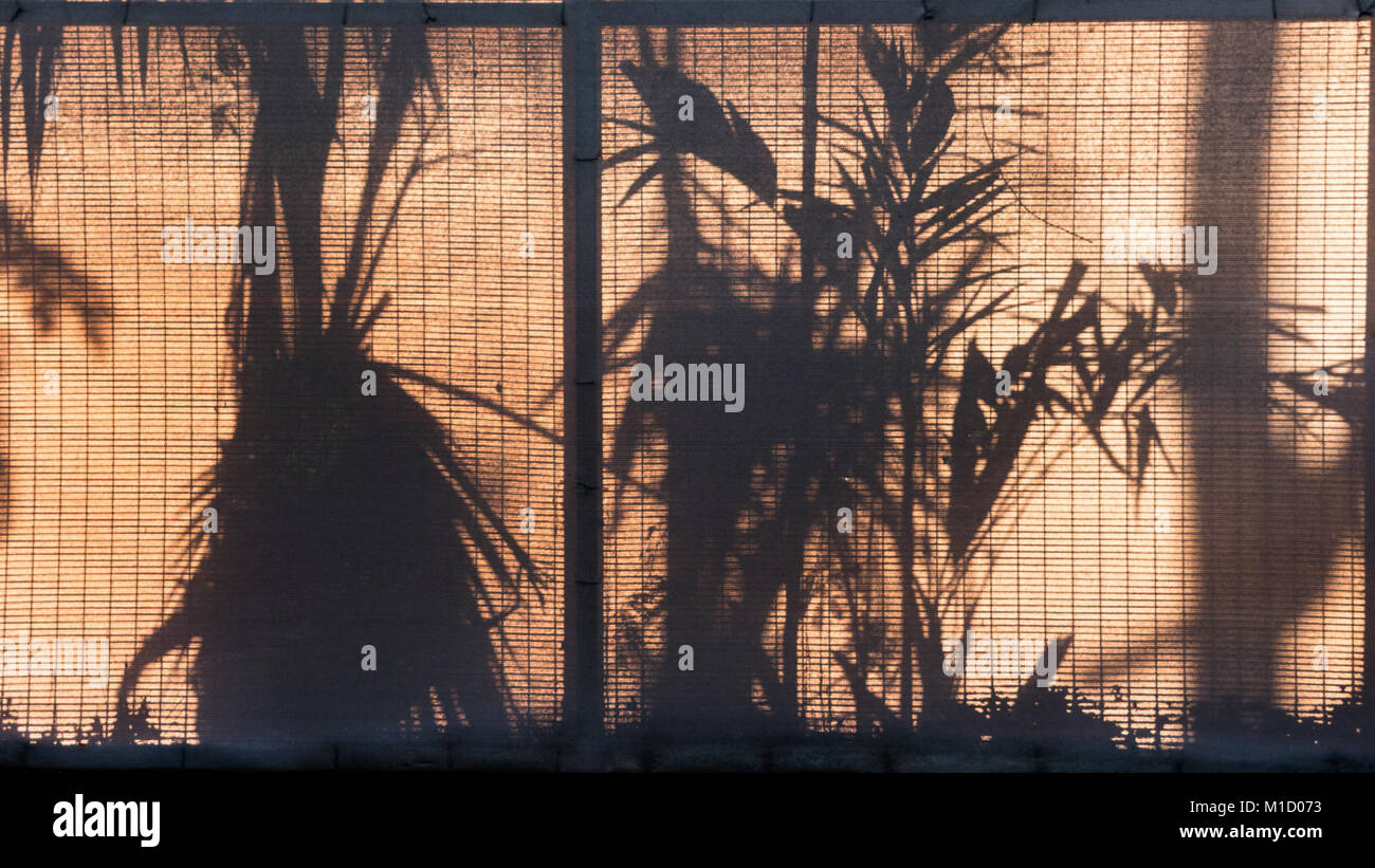 The sunlight hits over some tropical trees and their shadow is ...