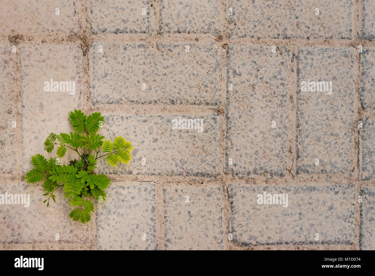 A young tree sprouts from the concrete brick floor, showing how ...