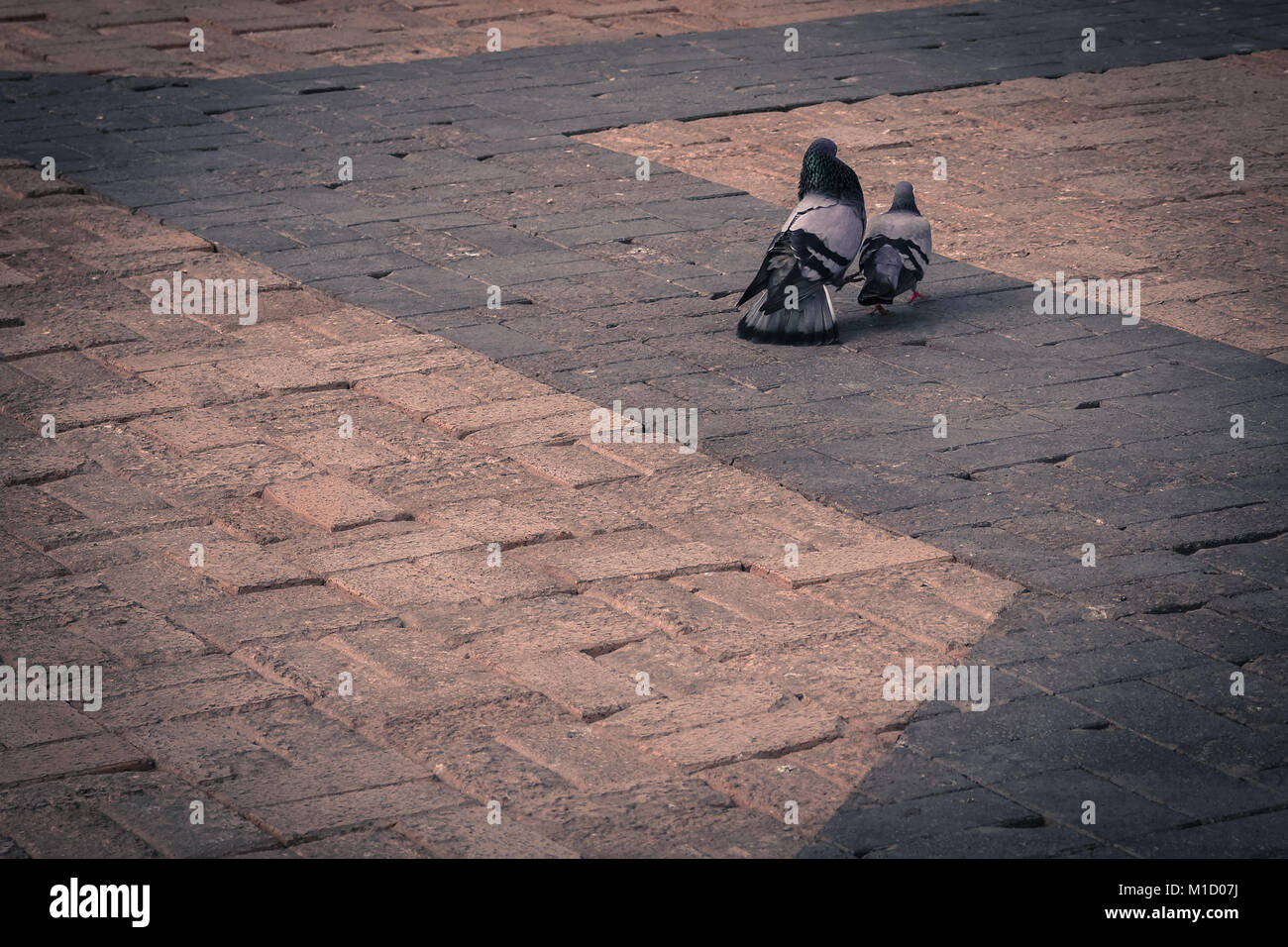 A male pigeon tries his best to impress a female pigeon by puffing his ...