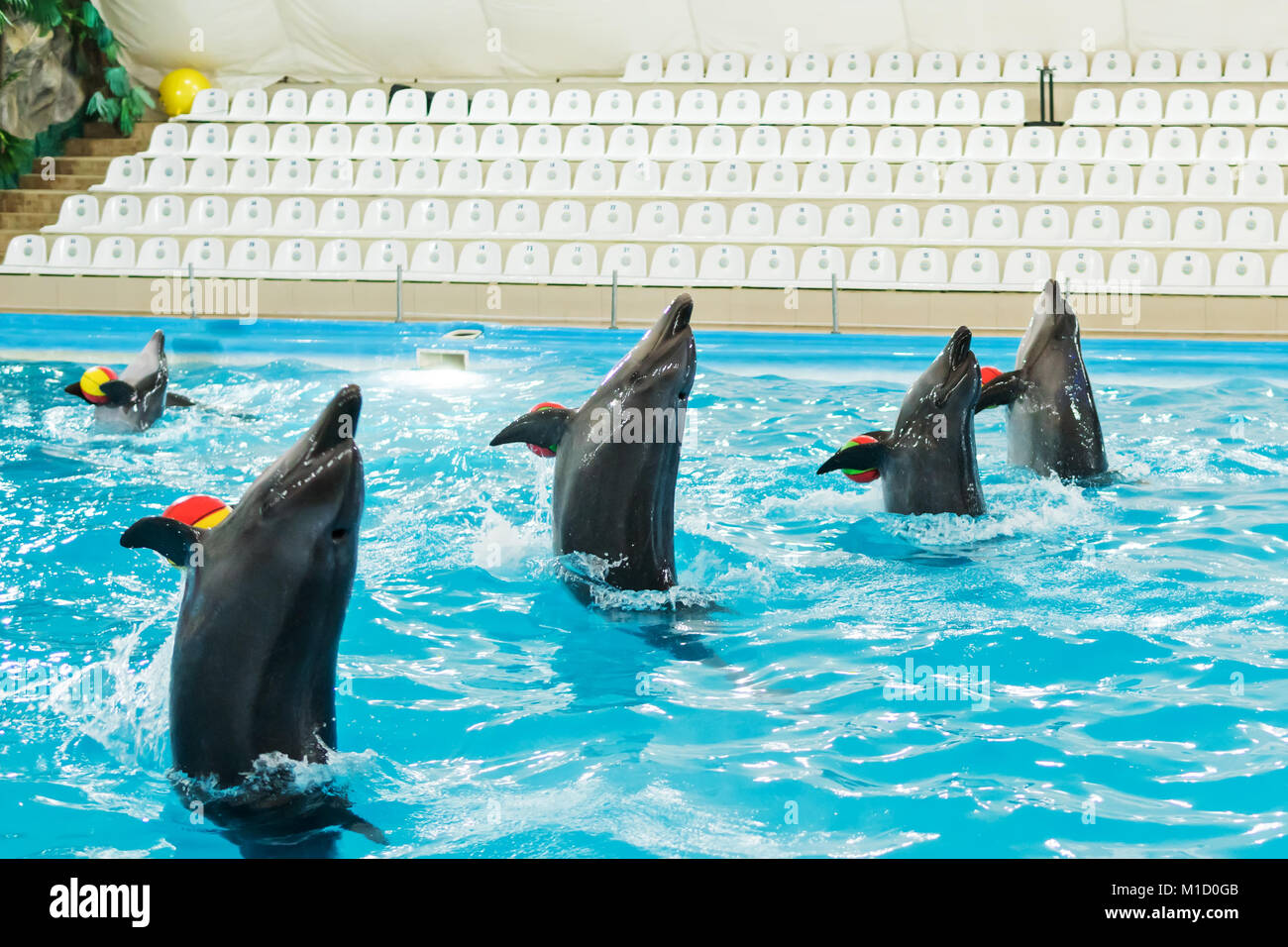 Dolphin show in the Dolphinarium Stock Photo - Alamy