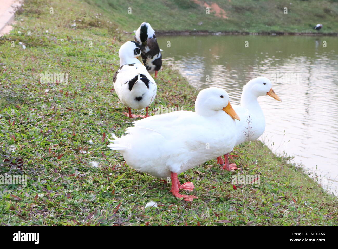 Duck family hi-res stock photography and images - Alamy