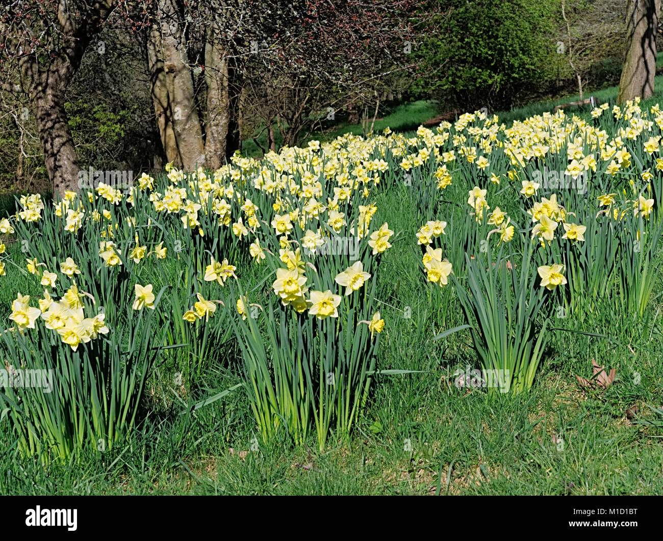 Hampshire gardens spring hi-res stock photography and images - Alamy