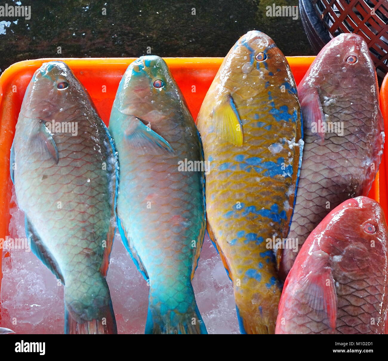 Colorful parrotfish are sold at a fish market in Taiwan Stock Photo - Alamy