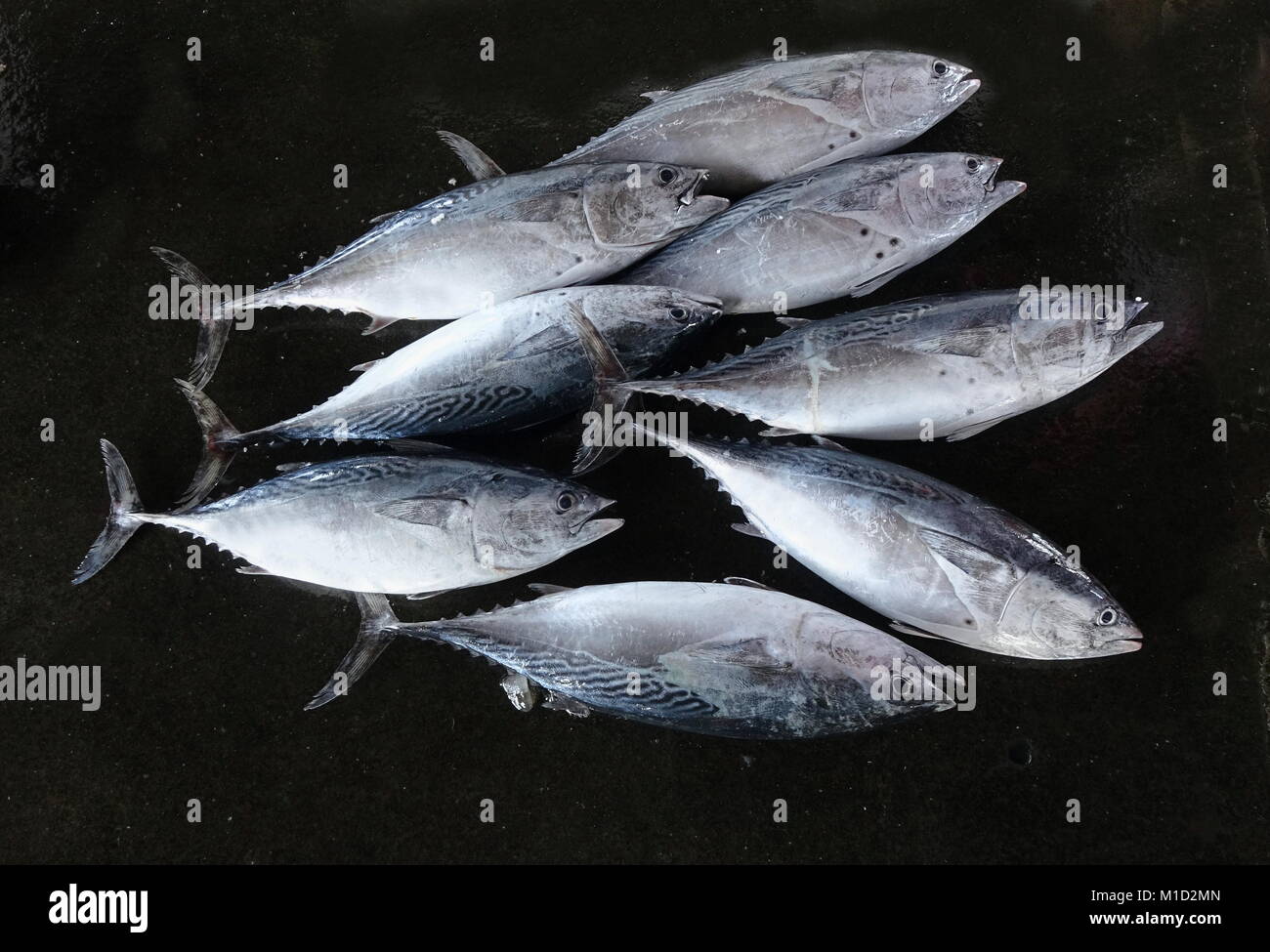 Freshly caught small-sized tuna are sold at a local fish market Stock ...