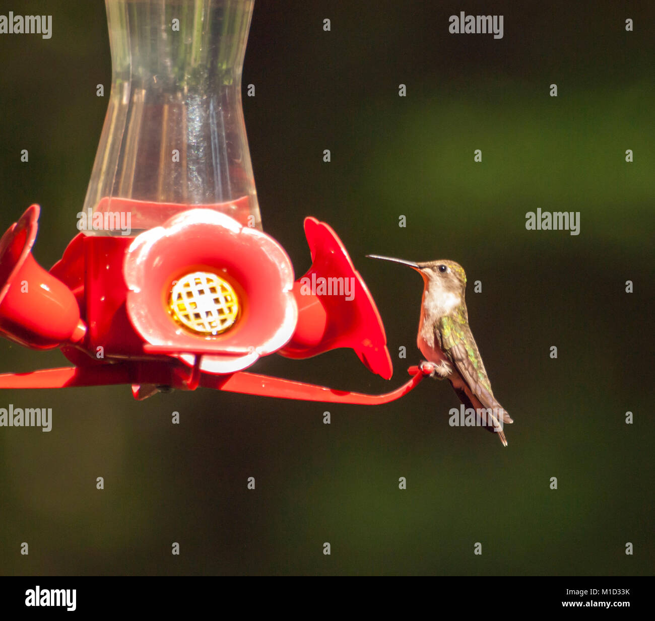 Hummingbird on feeder Stock Photo - Alamy