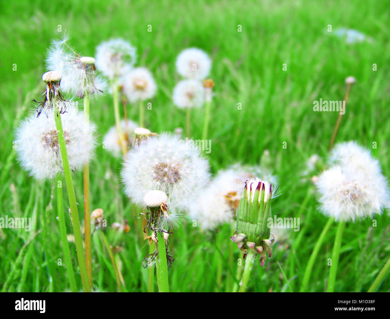 Fluffy white full and blown dandelions blooming in the green natural ...