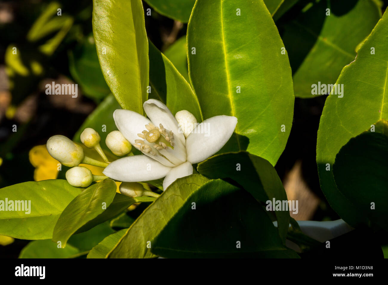Flower and buds on an orange tree Stock Photo - Alamy