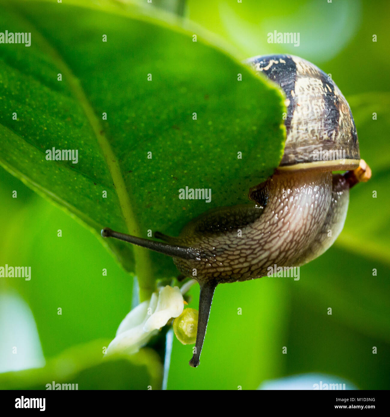 Tree snail hi-res stock photography and images - Alamy