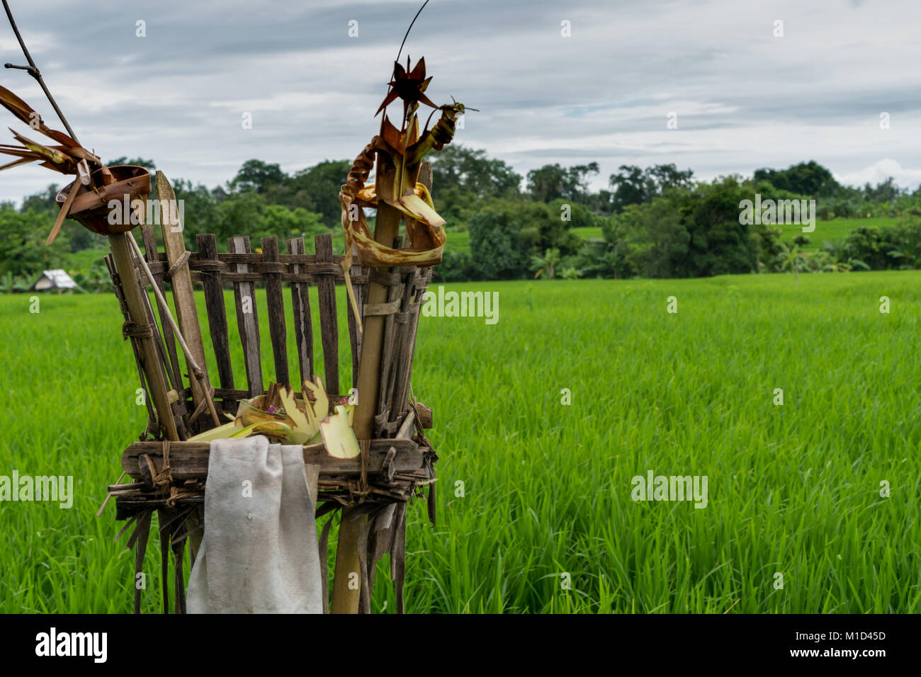Hindu offering in front of lush green rice fields with stormy skies ...