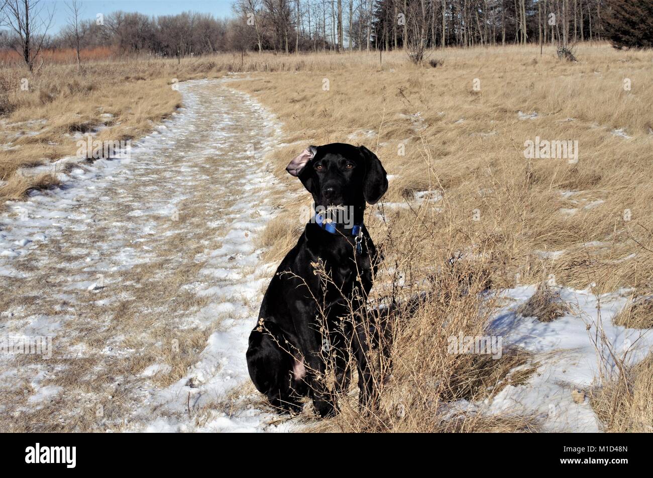 Romeo dog hi-res stock photography and images - Alamy