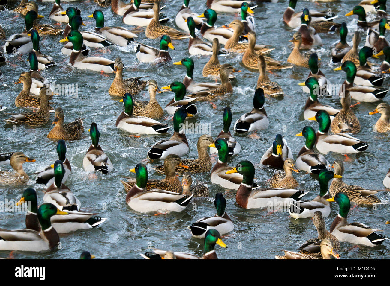 A flock of mallard ducks Stock Photo - Alamy