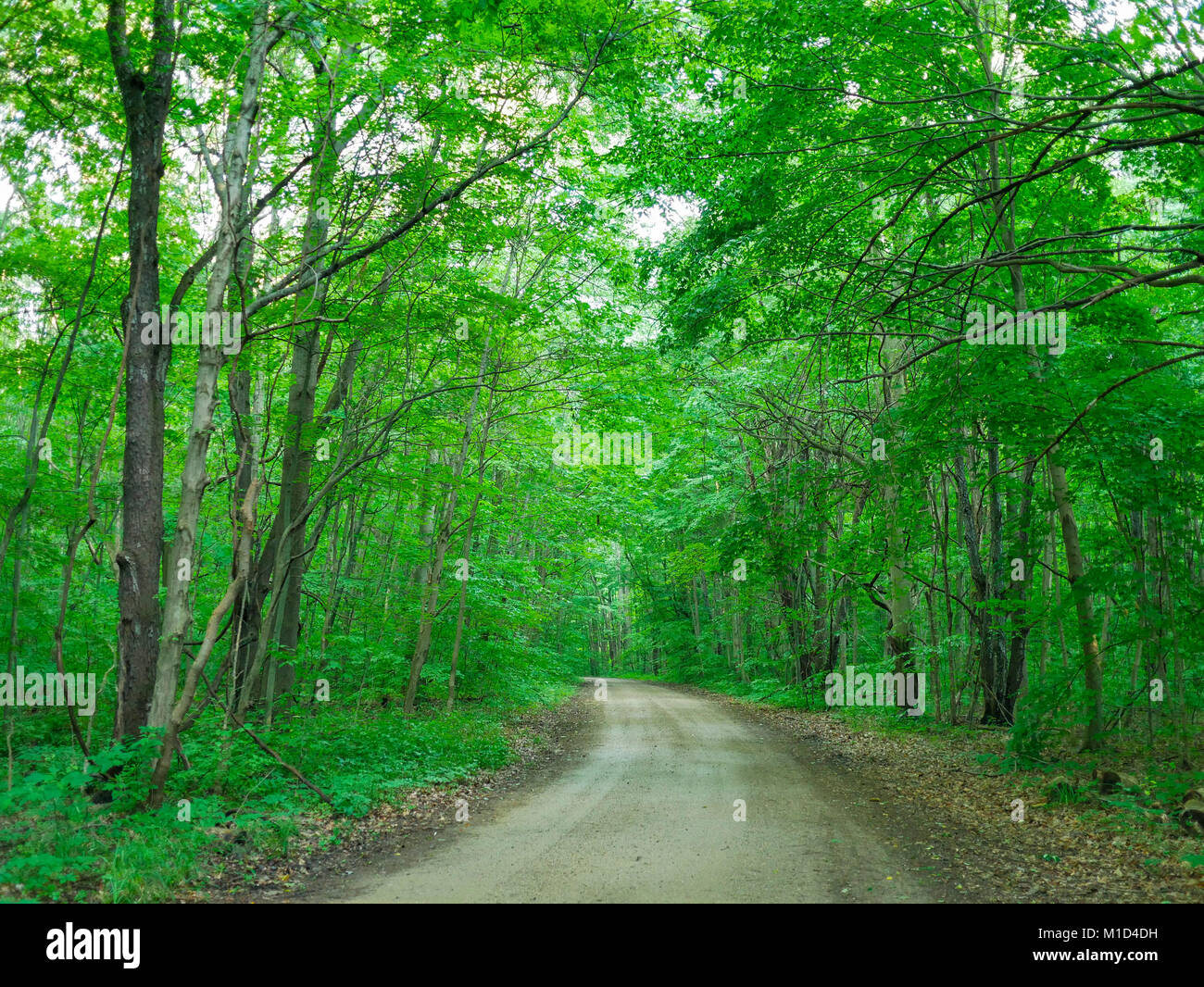 Dirt road through forest. Warren Woods State Park, Michigan Stock Photo ...