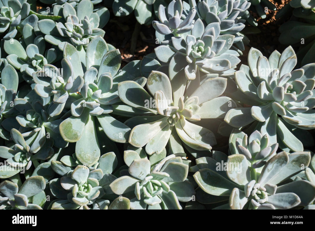 Group of succulents and cactus growing, stock photo Stock Photo - Alamy