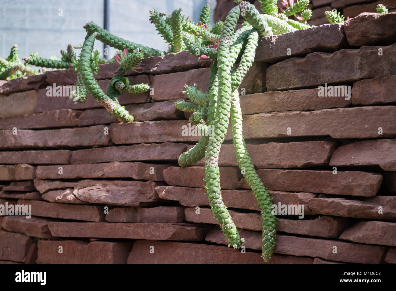 Stock Photo Of Succulents High Resolution Stock Photography and Images ...
