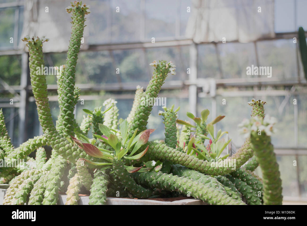 Stock Photo Of Succulents High Resolution Stock Photography and Images ...
