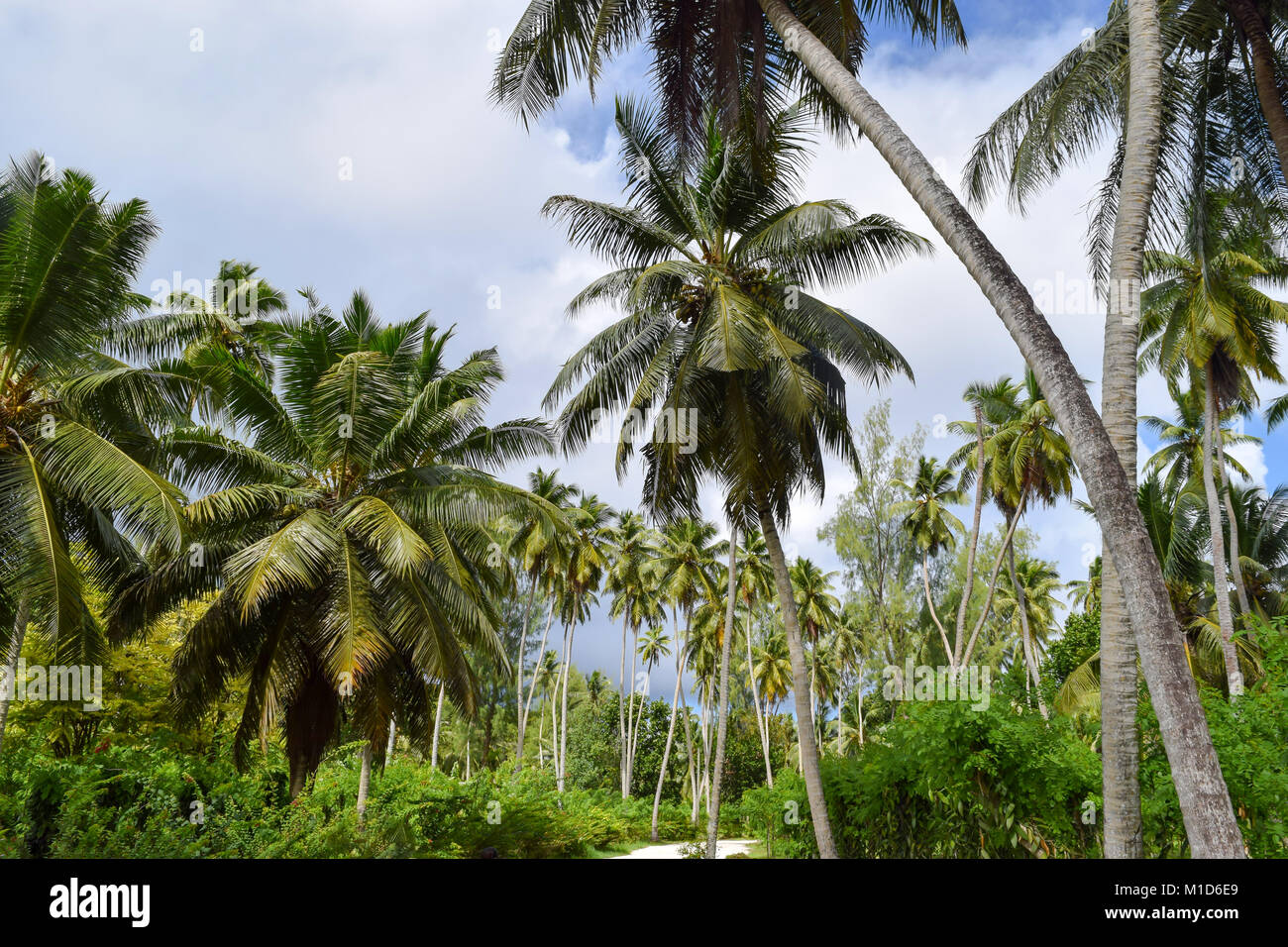 Beautiful palm field in Praslin island, Seychelles Stock Photo - Alamy