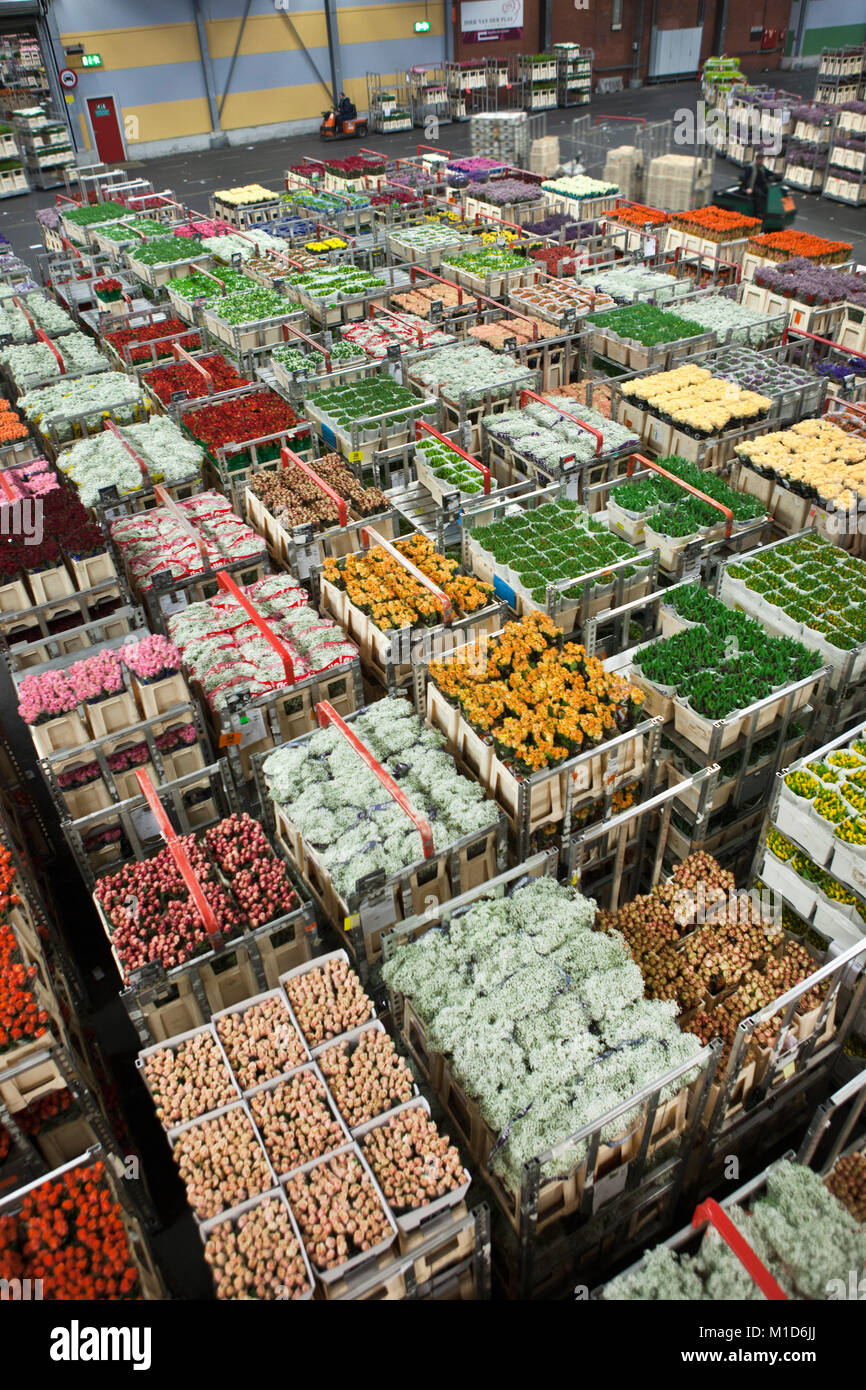 The Netherlands, Aalsmeer, FloraHolland, largest flower auction in the ...