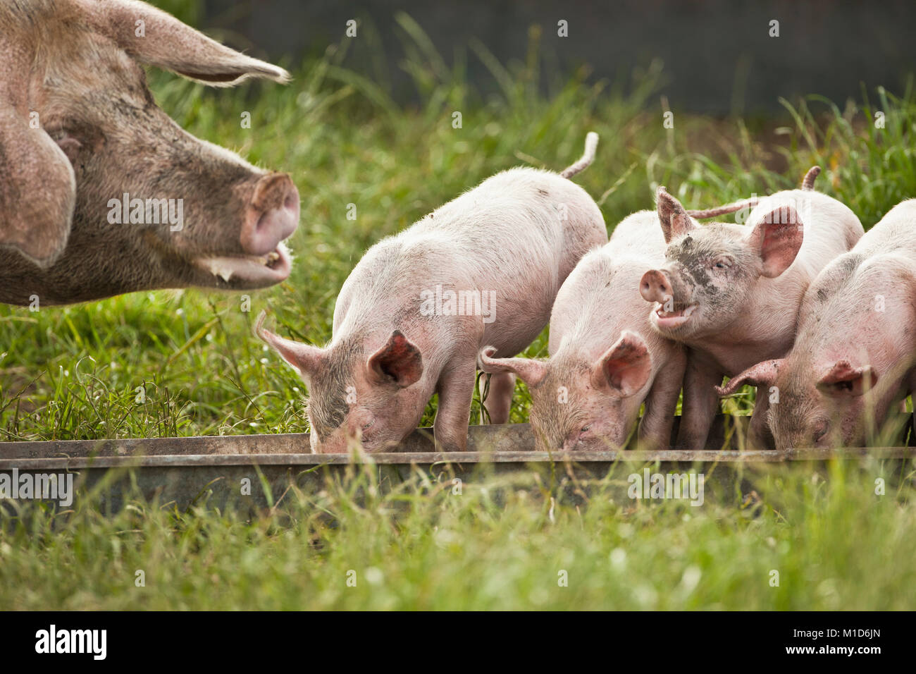 Piglets Holland Stock Photos & Piglets Holland Stock Images - Alamy