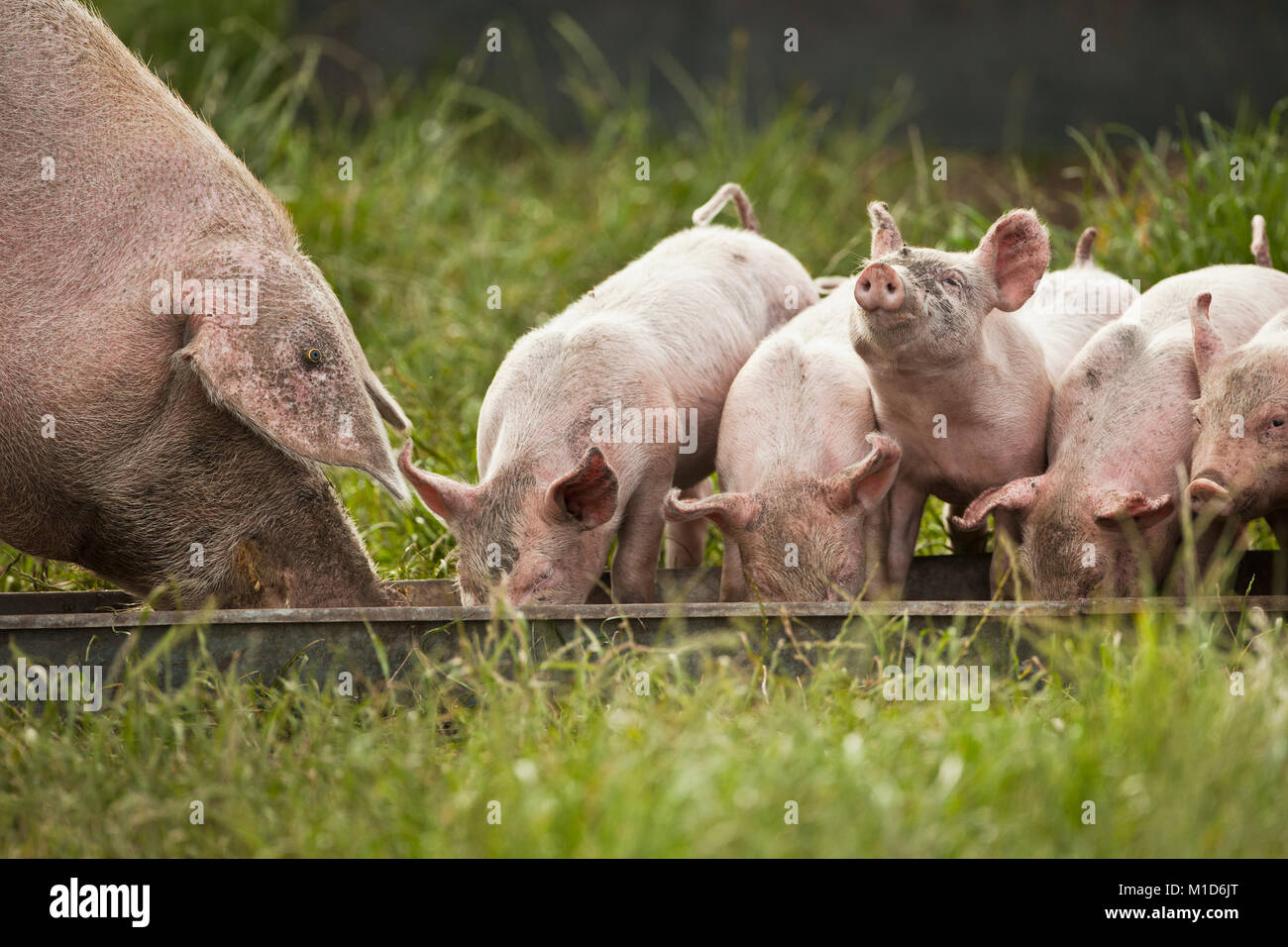 Piglets holland hi-res stock photography and images - Alamy