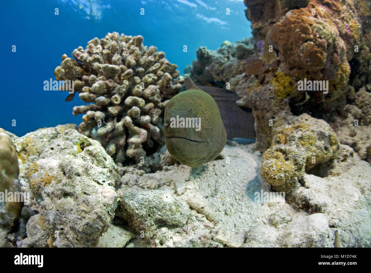Giant moray (Gymnothorax javanicus) at a coral reef, Maldives islands ...