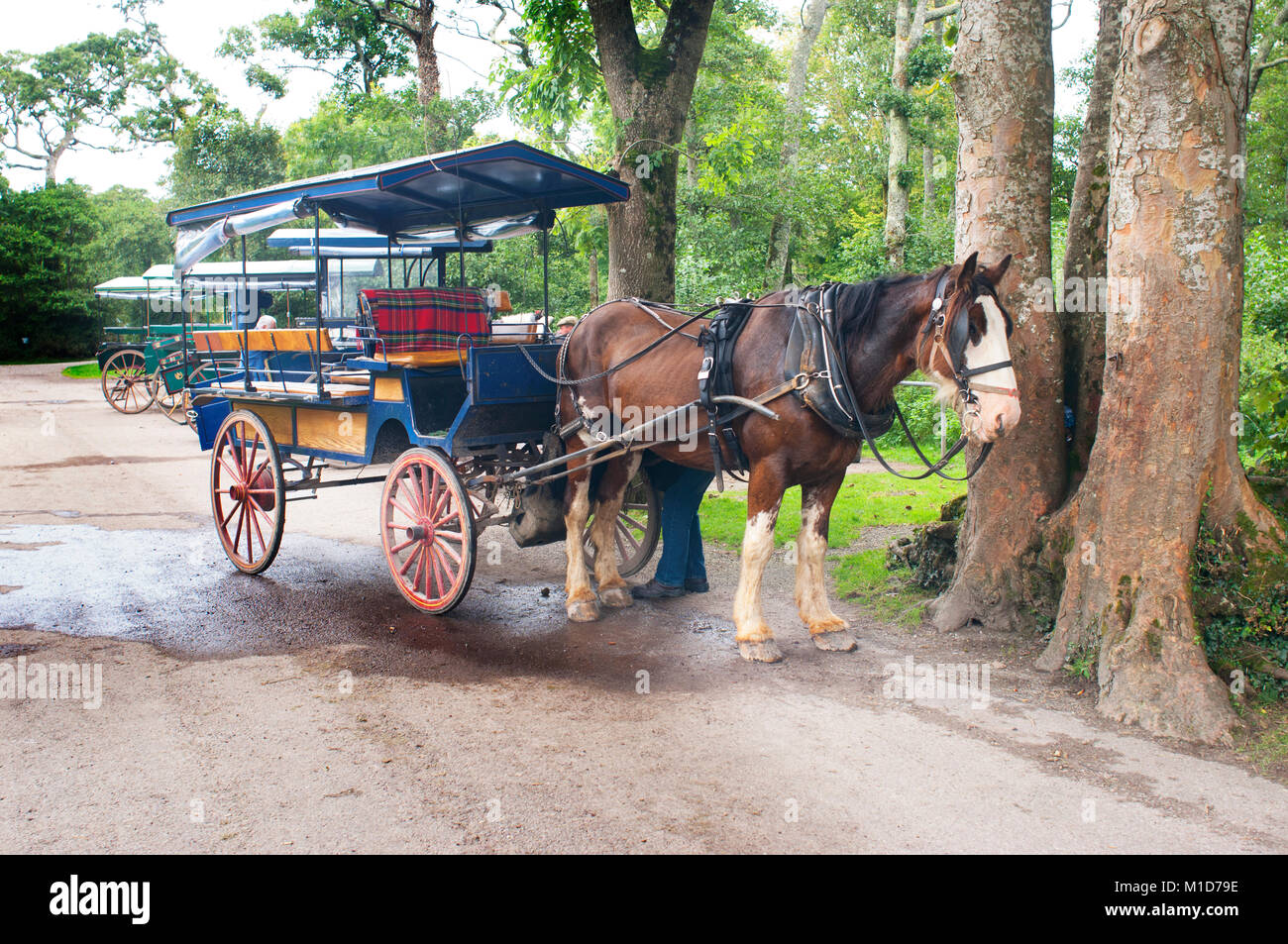 Jaunting carts ireland hi-res stock photography and images - Alamy