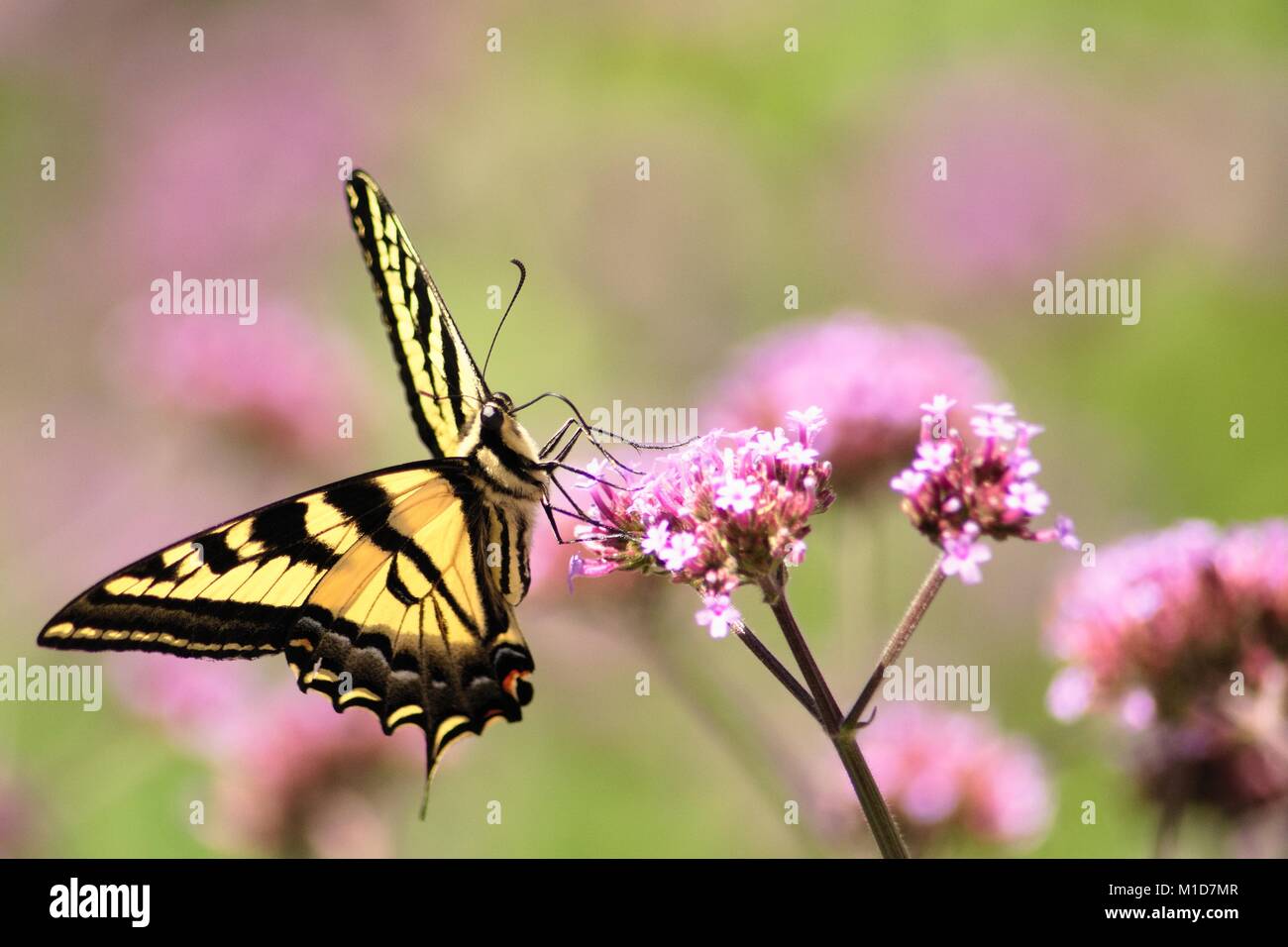 Oregon Swallowtail in Pastels Stock Photo - Alamy