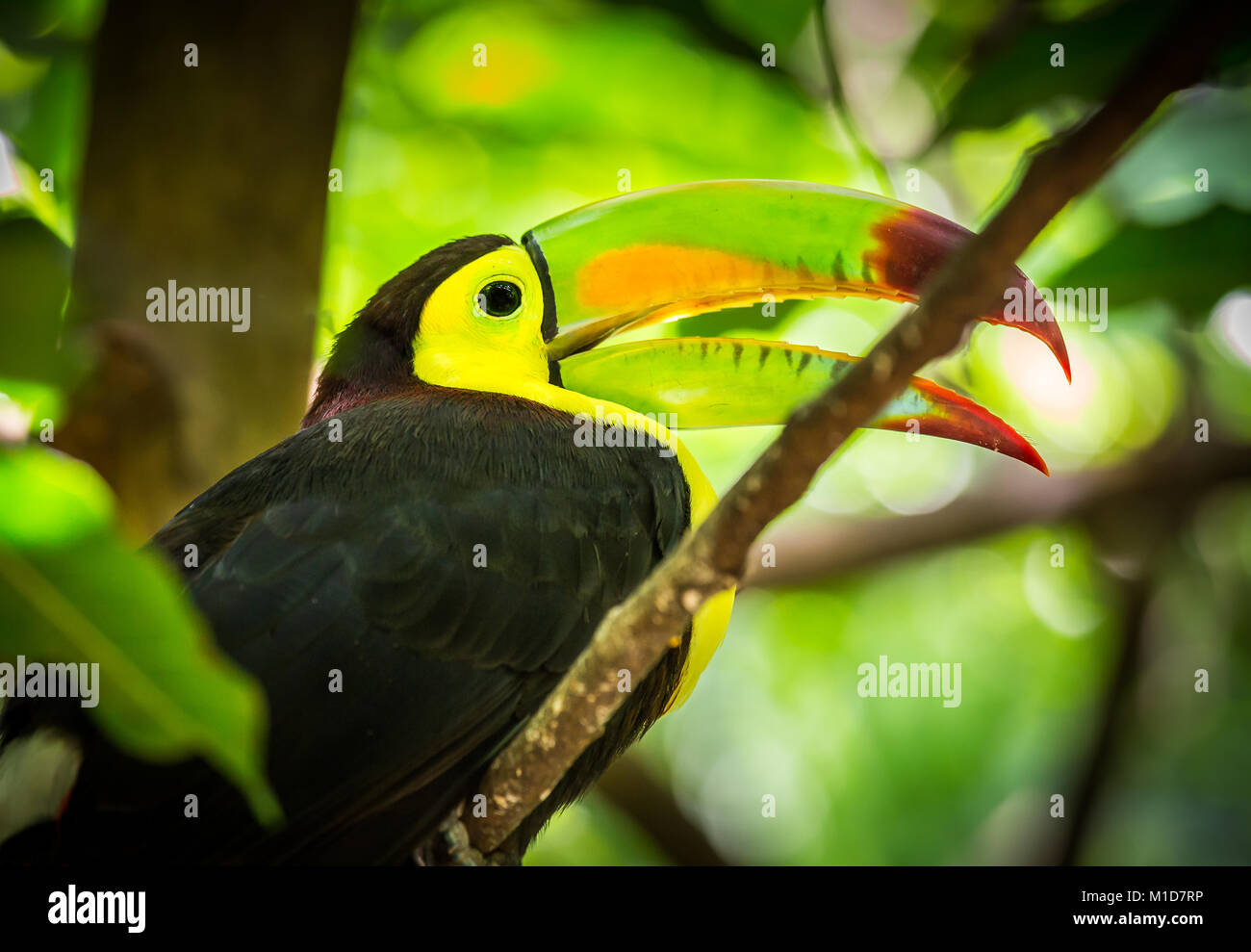 Wild toucan bird animal hi-res stock photography and images - Alamy