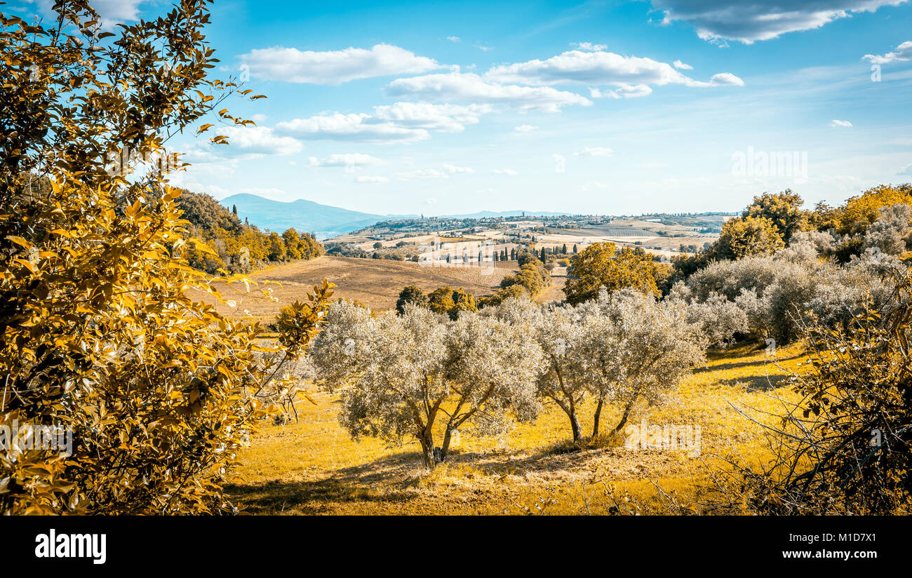 Olive trees scene view view hi-res stock photography and images - Alamy