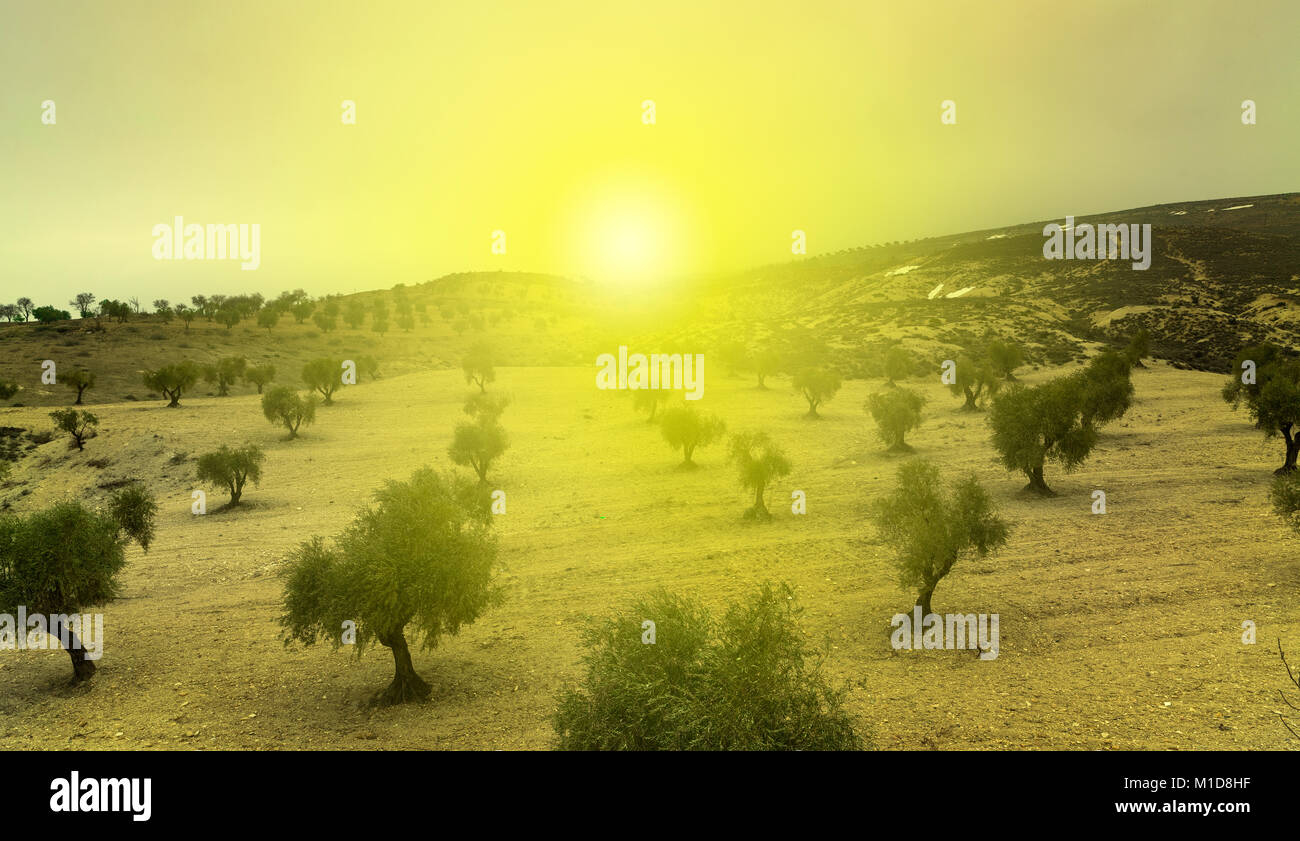 Tuscan olive tree hi-res stock photography and images - Alamy