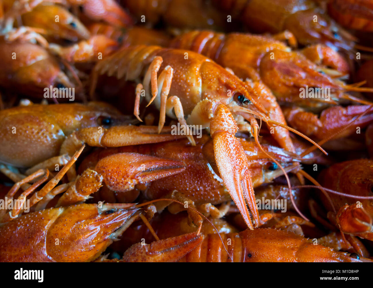 Boiled crawfish in a large number of lay slide Stock Photo - Alamy