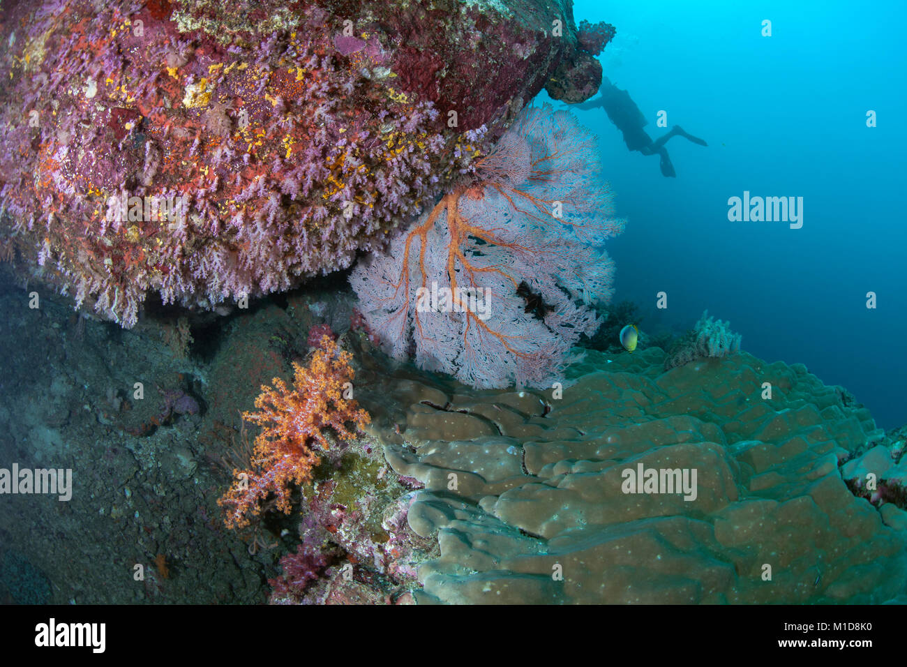 Scuba diver diving head hi-res stock photography and images - Alamy