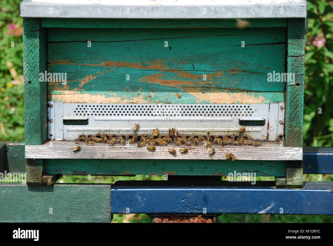 Bees fly in front beehive hi-res stock photography and images - Alamy