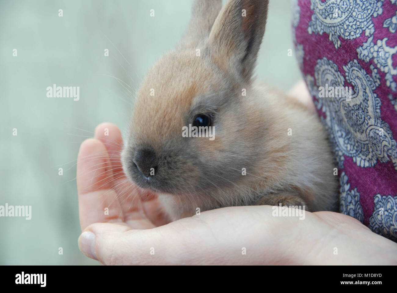 Rabbit in her hands Stock Photo - Alamy
