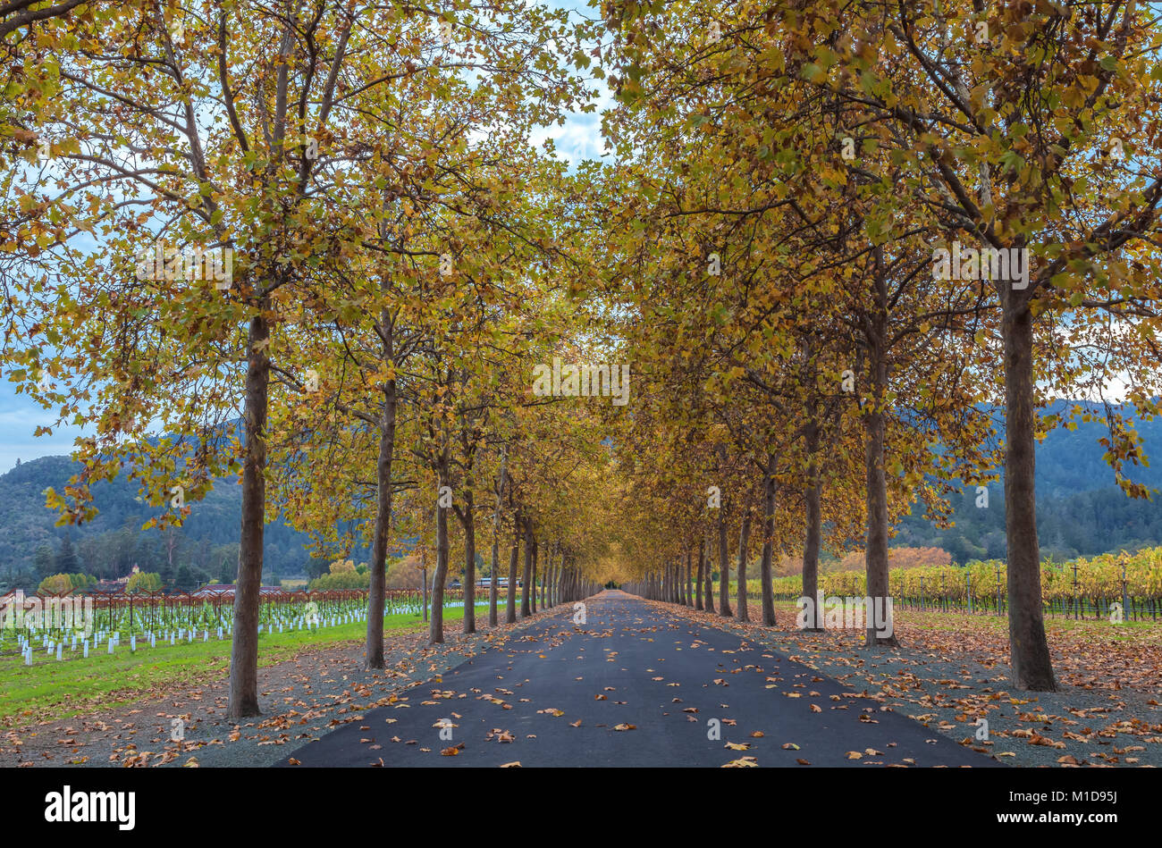 Rows of London planetrees (Platanus × acerifolia) in their fall foliage ...