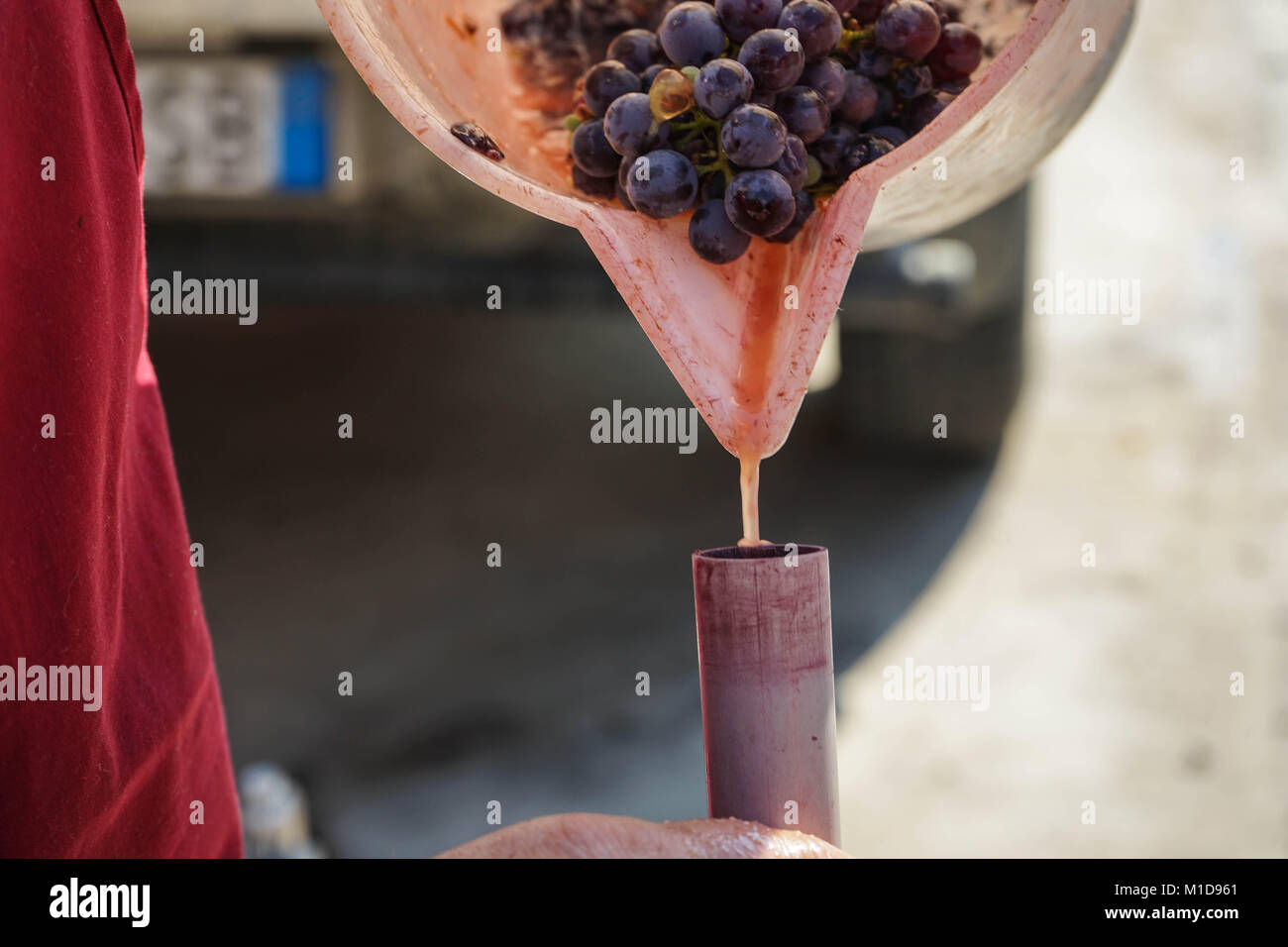 Processing of grapes just harvested Stock Photo - Alamy