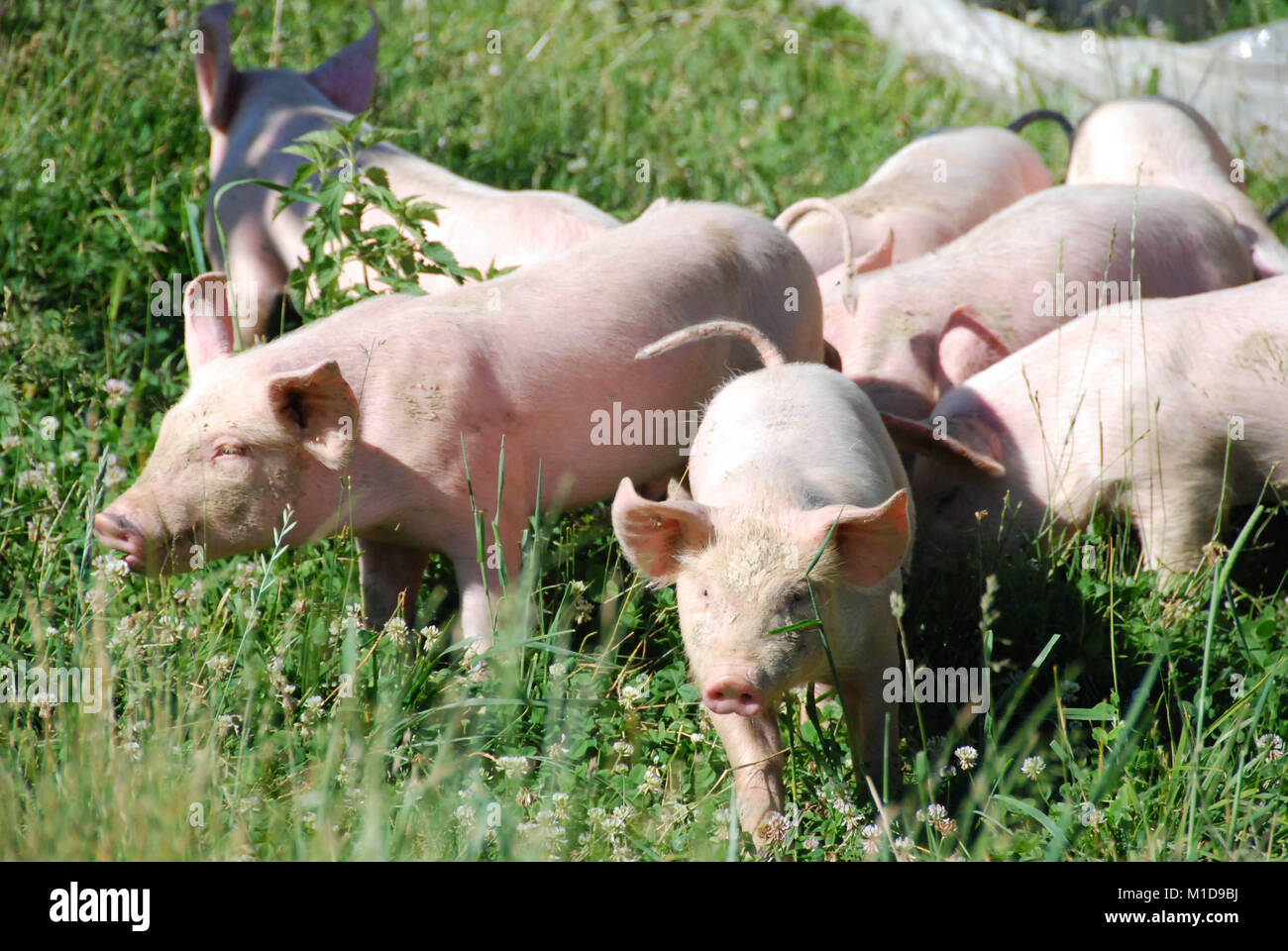 Free pigs in a green meadow Stock Photo - Alamy
