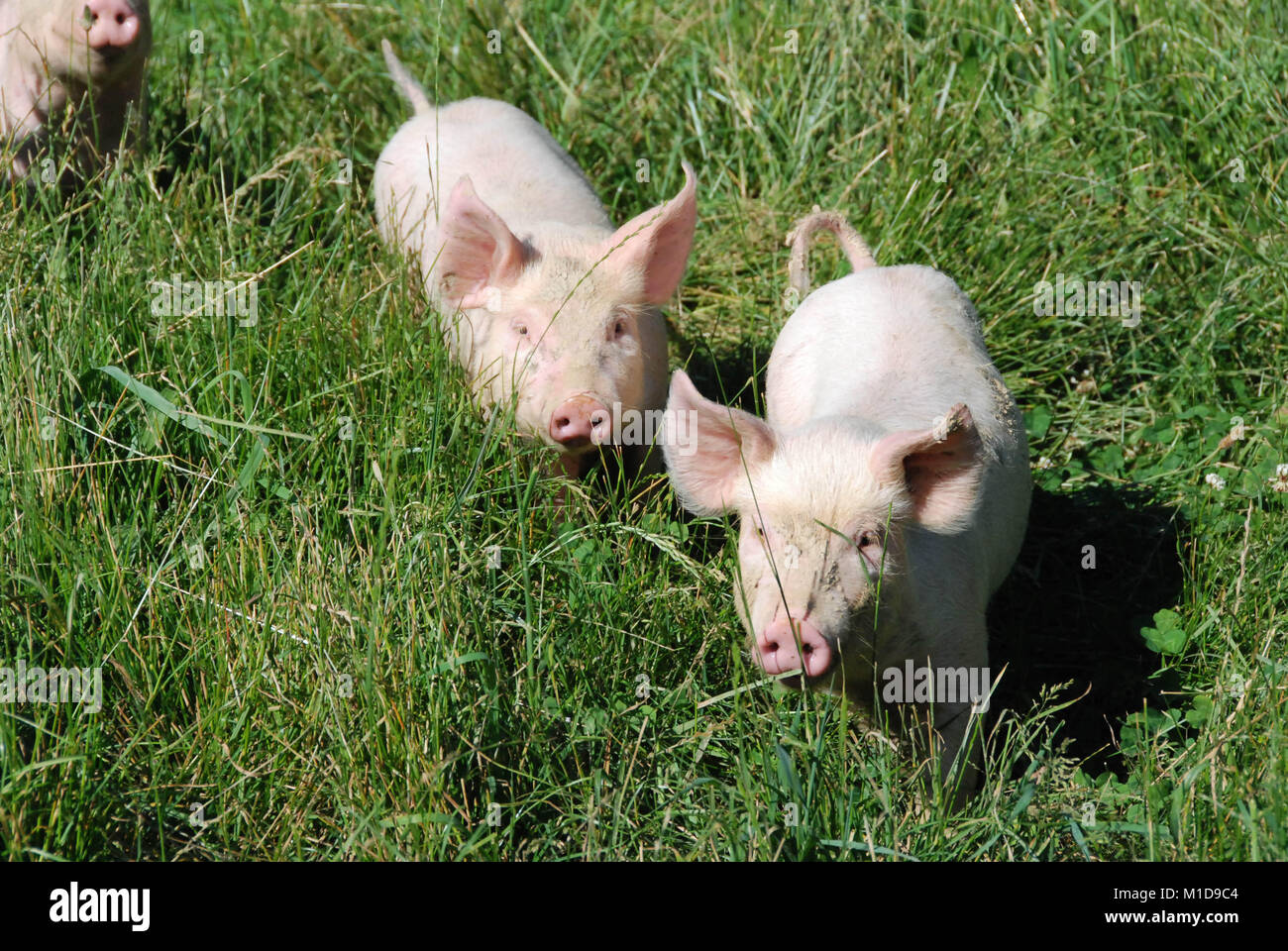 Free pigs in a green meadow Stock Photo - Alamy