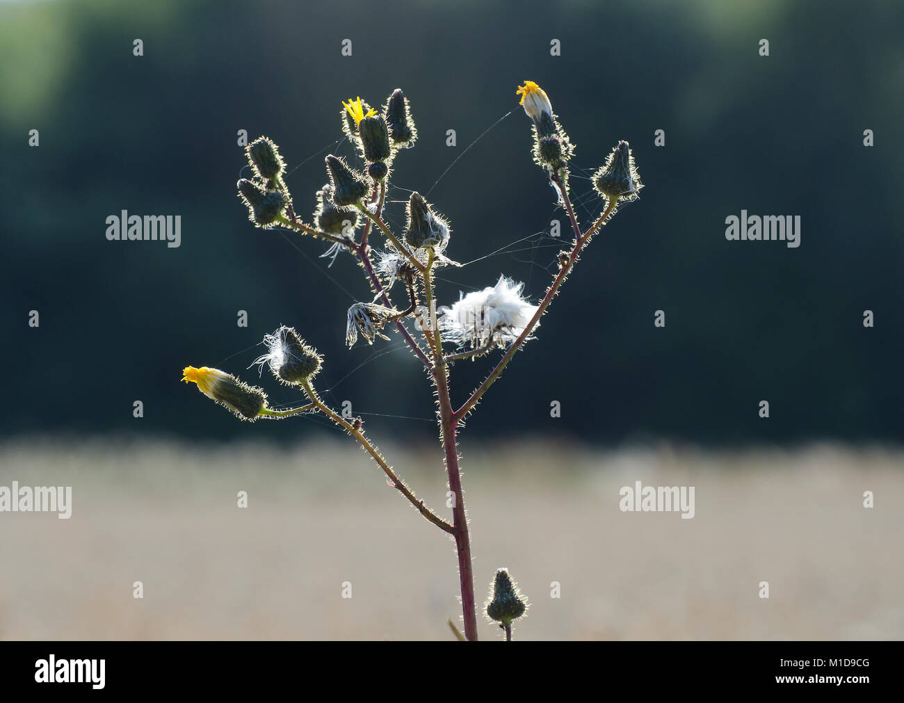 Rough hawkweed hi-res stock photography and images - Alamy