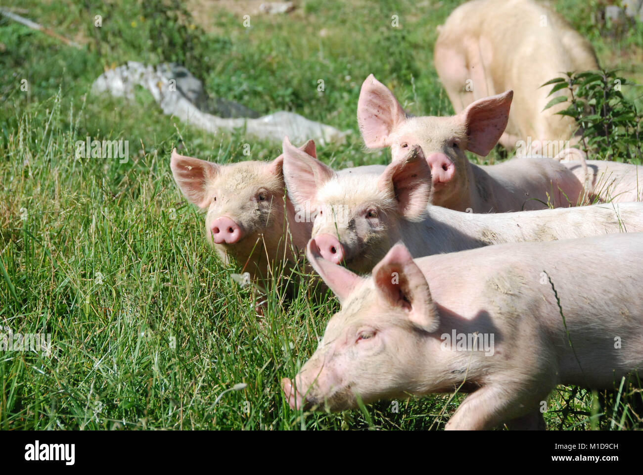 Some piglets looking for food Stock Photo - Alamy