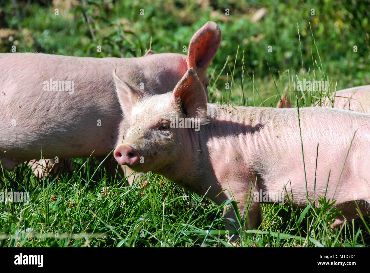 Free pigs in a green meadow Stock Photo - Alamy